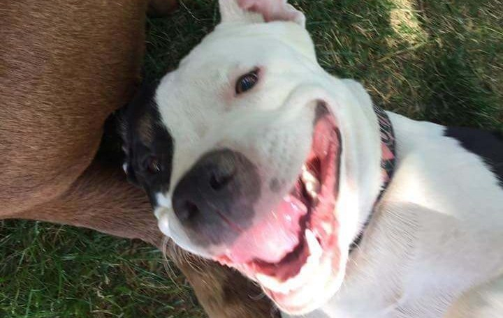Olive | The Dog Ranch